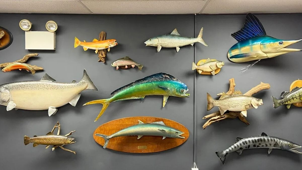 how much is the fish sample