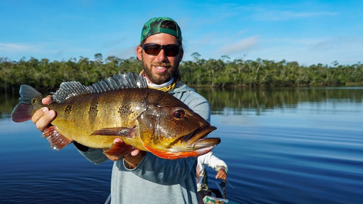6 Best Spots Where to Fish for Peacock Bass in Florida (Full Guide ...