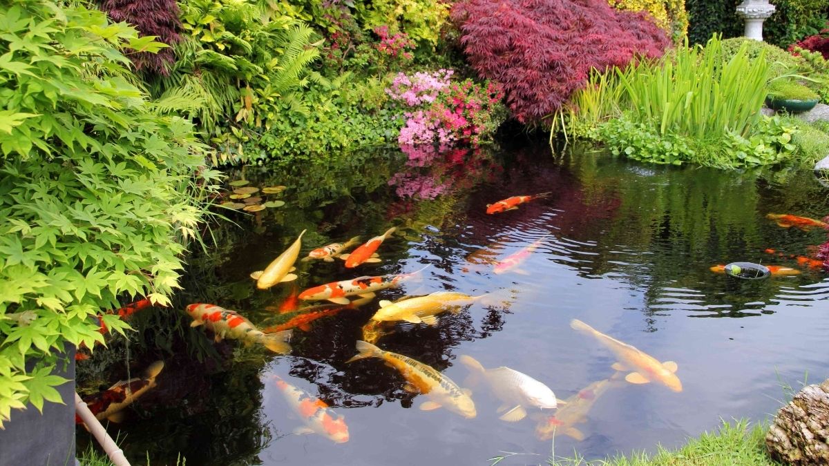 ¿Es segura la tintura para estanques para los peces? (7 consejos higié ...