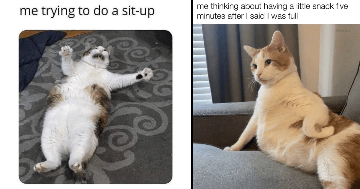 Funniest Cat Memes That Depict All Scenarios Of Life – Grand Goldman