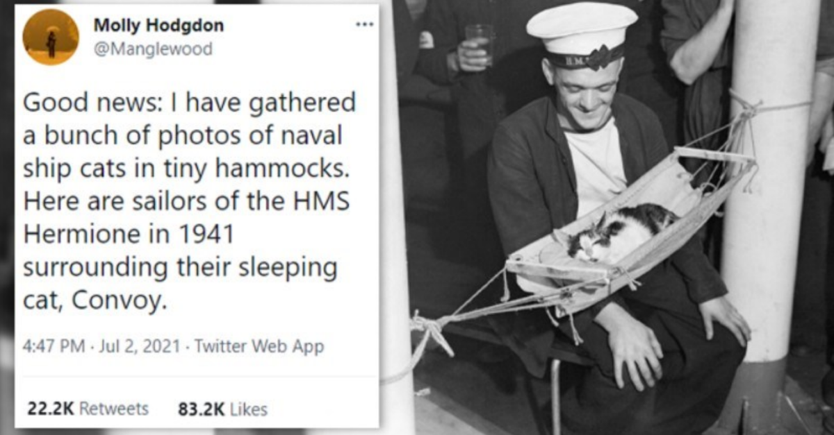 Hilarious Pics Of Naval Ship Cats From The 40s Chilling In Their Tiny ...