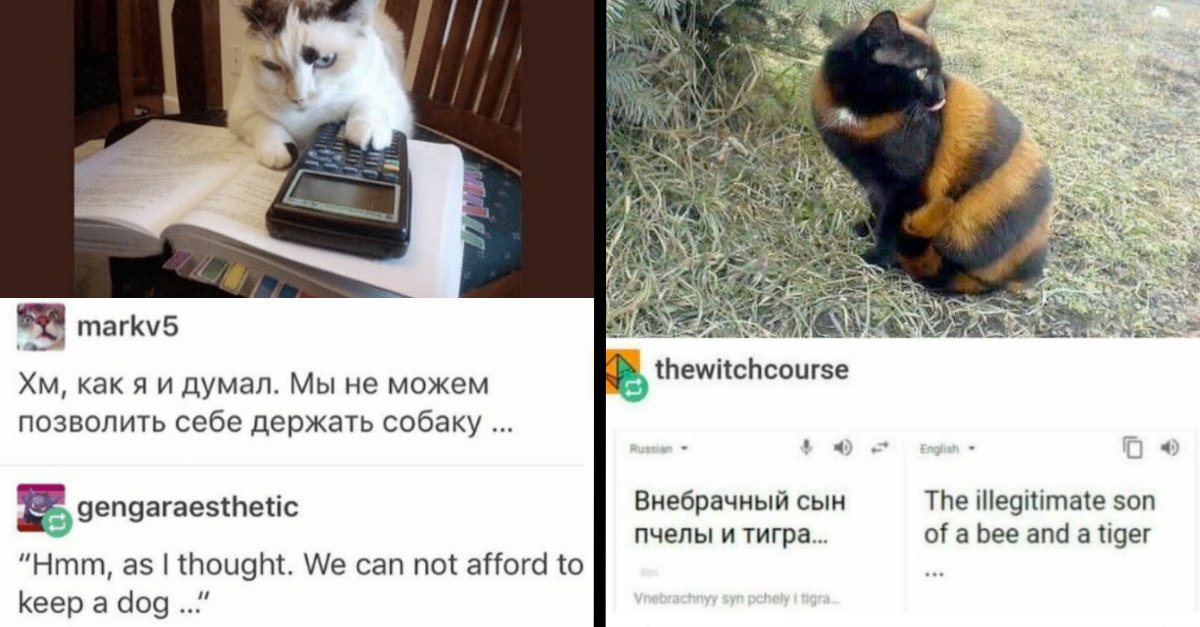 Hilarious Russian Cat Memes Translated To English For Your ...